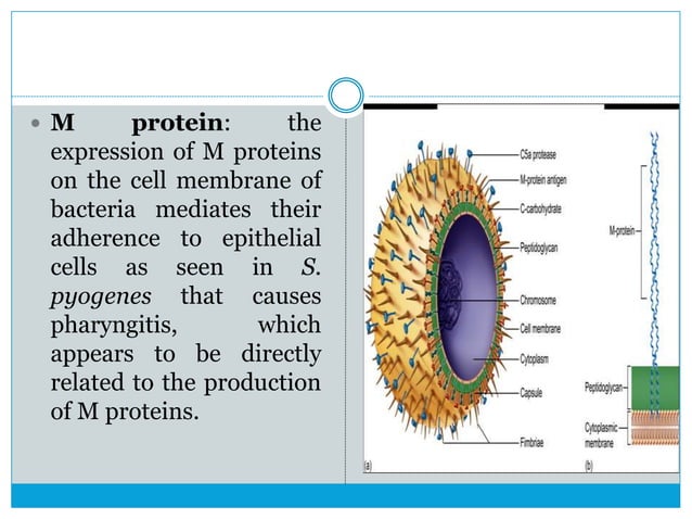 Mechanism of bacterial pathogenesis | PPTX | Infectious Diseases | Diseases and Conditions