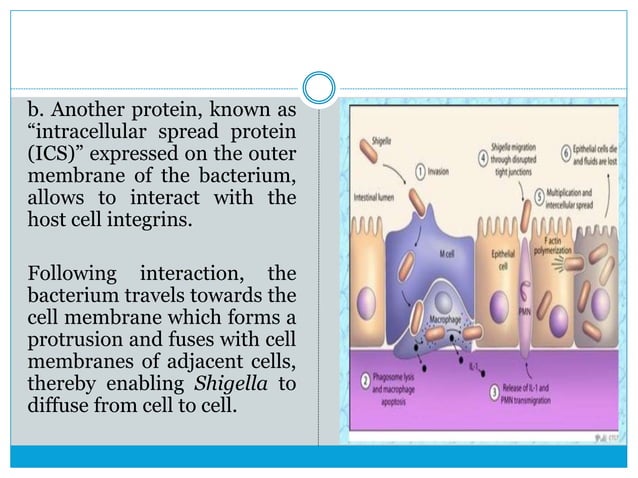 Mechanism of bacterial pathogenesis | PPTX | Infectious Diseases ...