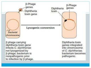 Mechanism of bacterial pathogenesis | PPTX