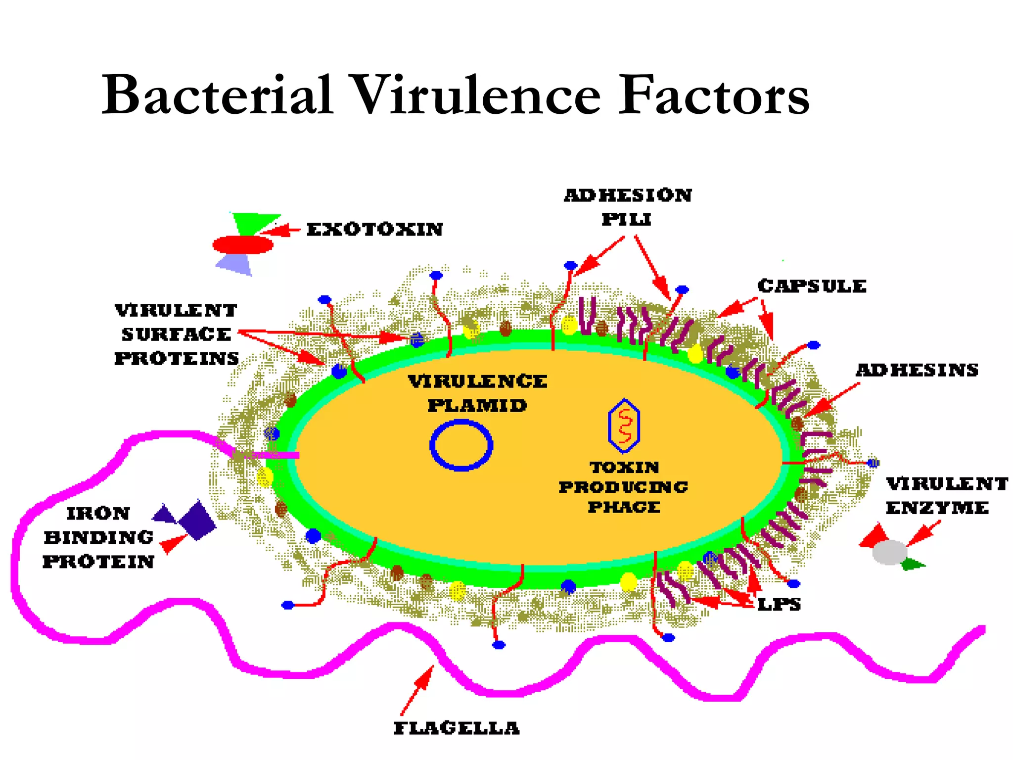 Mechanism of bacterial pathogenesis and virulence | PPTX