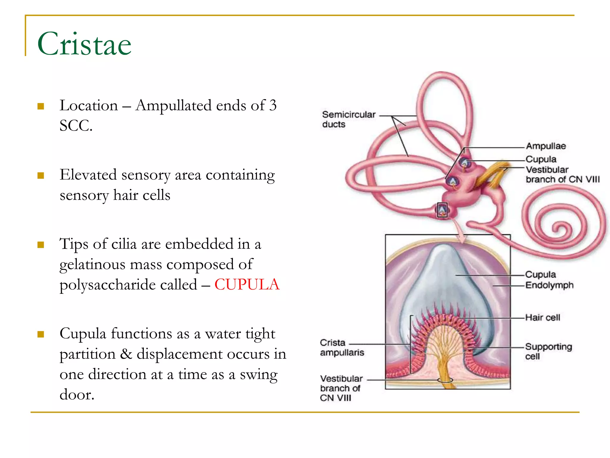 Mechanism of balance & vestibular function test Dr Utkal Mishra | PPSX
