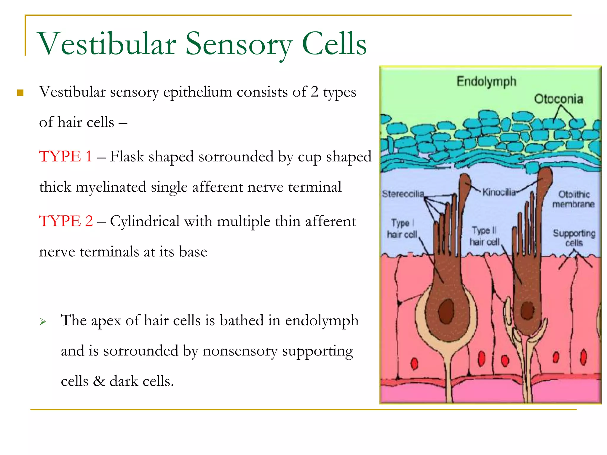 Mechanism of balance & vestibular function test Dr Utkal Mishra | PPSX