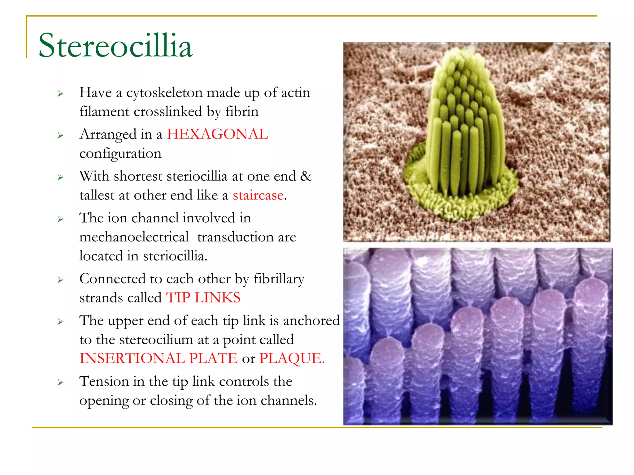Mechanism of balance & vestibular function test Dr Utkal Mishra | PPSX