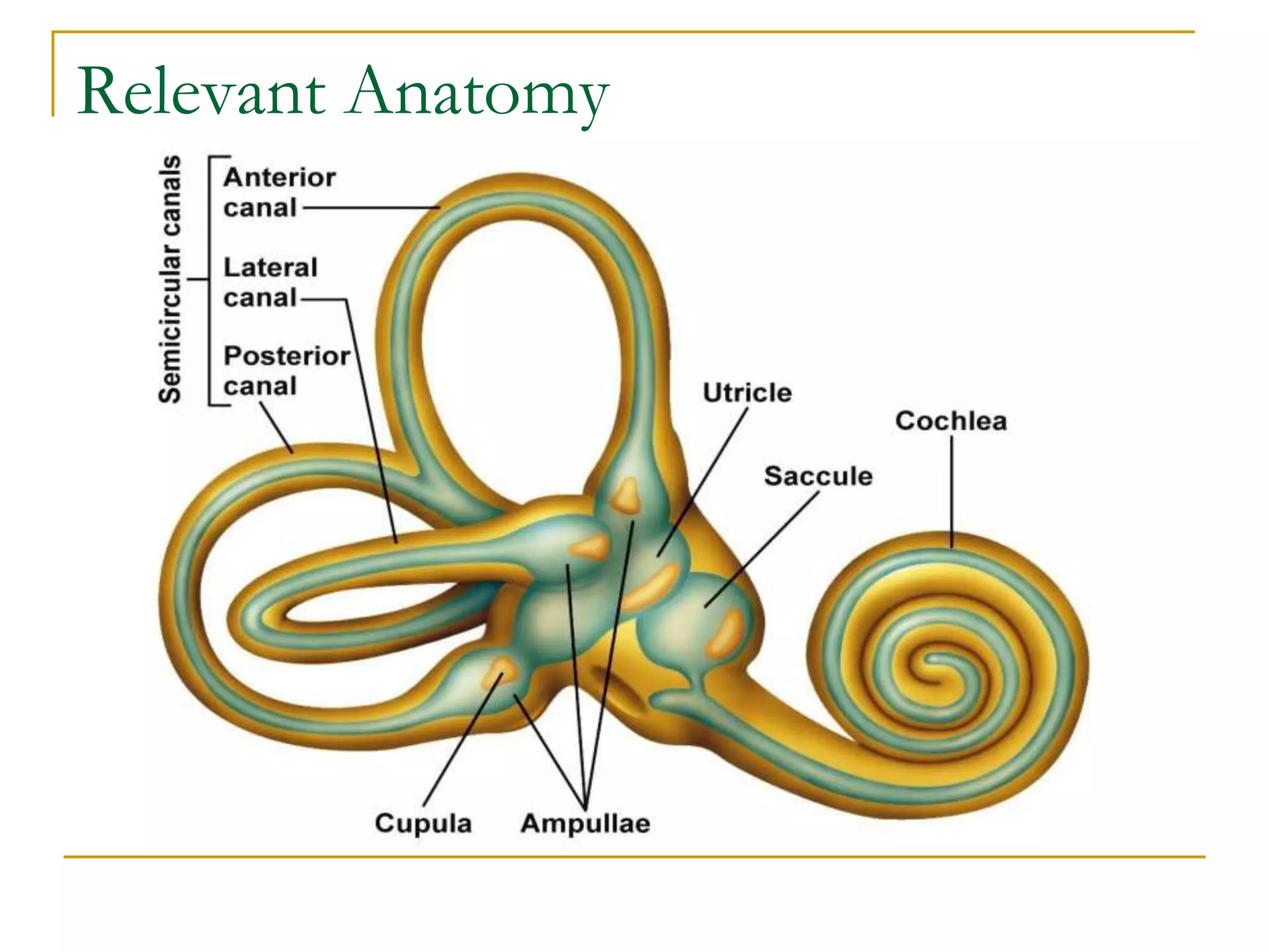 Mechanism of balance & vestibular function test Dr Utkal Mishra | PPT