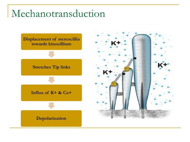Mechanism of balance & vestibular function test Dr Utkal Mishra | PPT