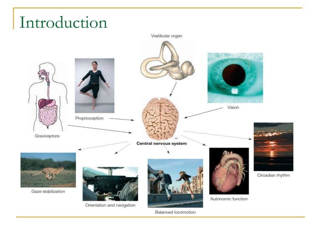 Mechanism of balance & vestibular function test Dr Utkal Mishra | PPSX ...