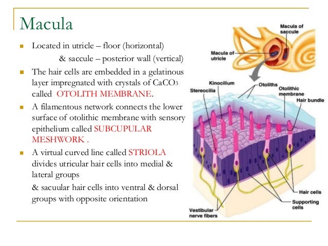 Mechanism of balance & vestibular function test Dr Utkal Mishra