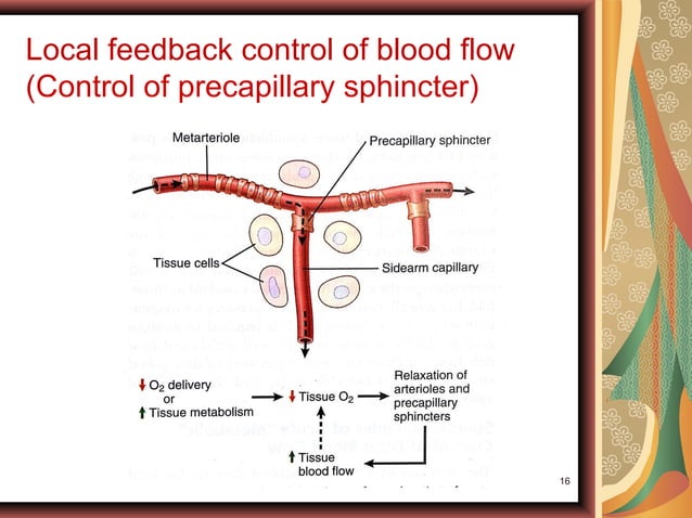 Mechanism of blood flow control. 2017 | PPT | Blood Disorders ...