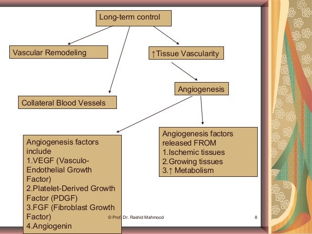 Mechanism of blood flow control-II