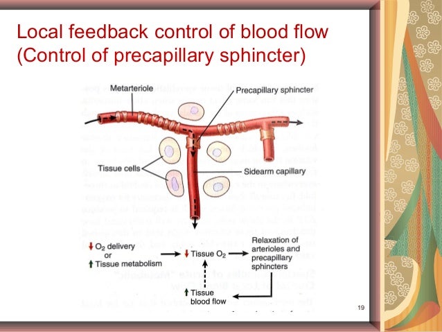 Mechanism of blood flow control-I