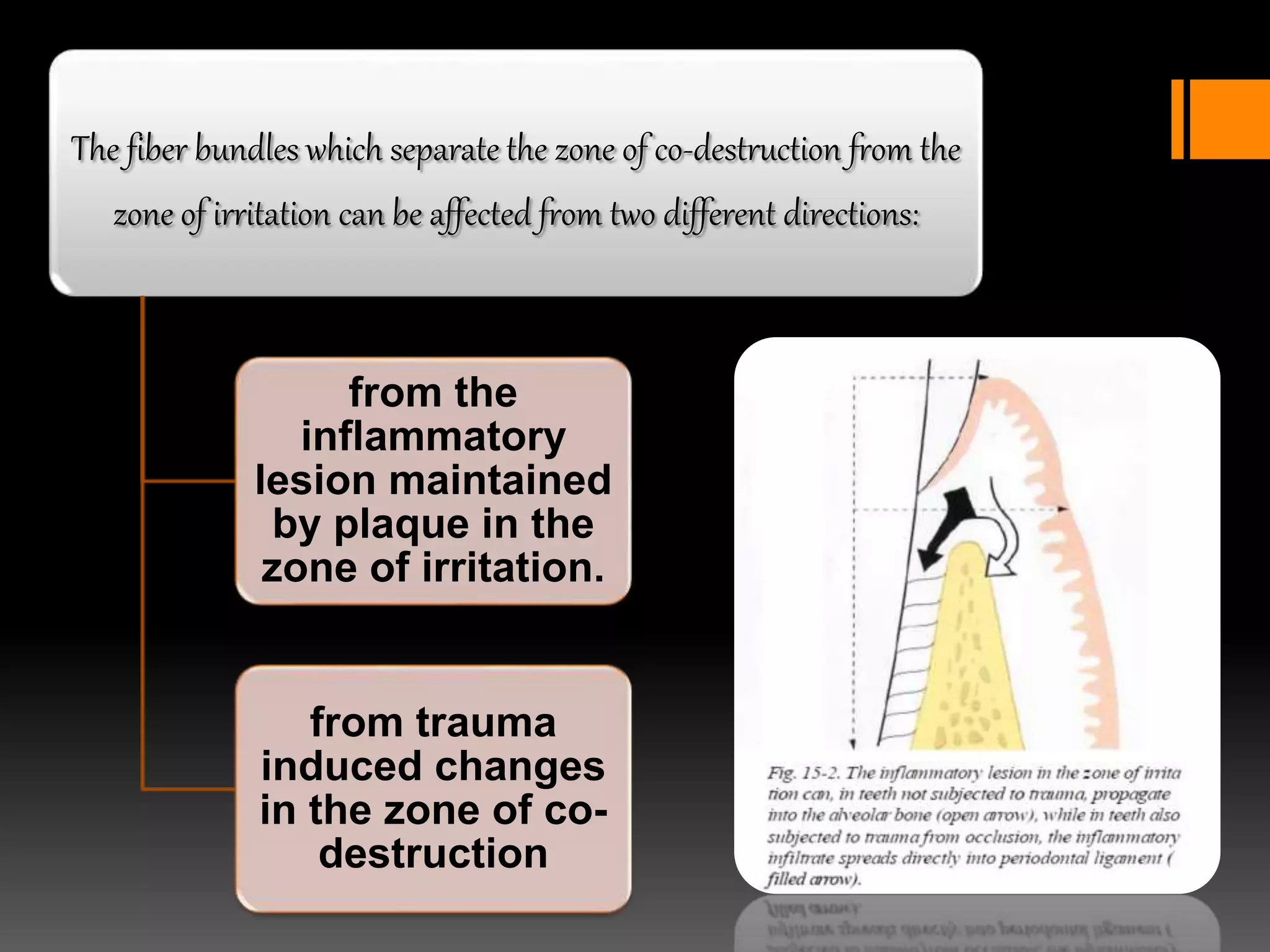 Mechanism of bone loss and patterns of bone loss | PPT