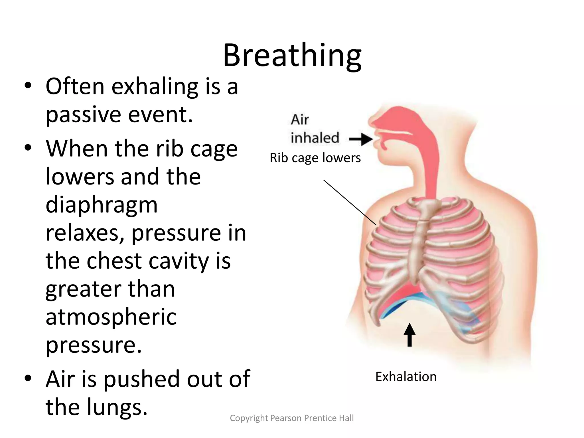 Mechanism of breathing | PPTX