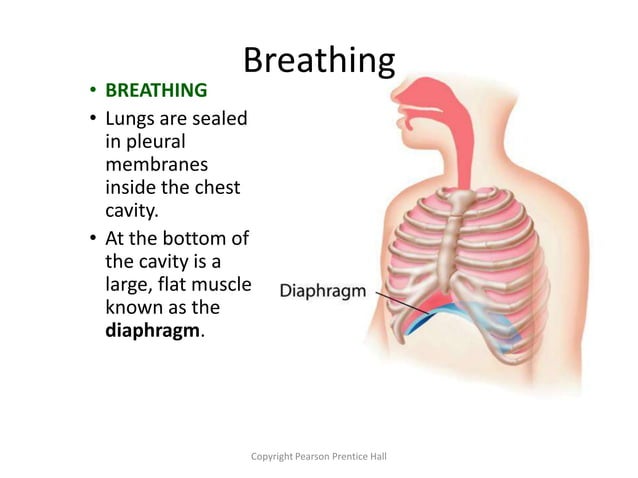 Mechanism of breathing | PPT