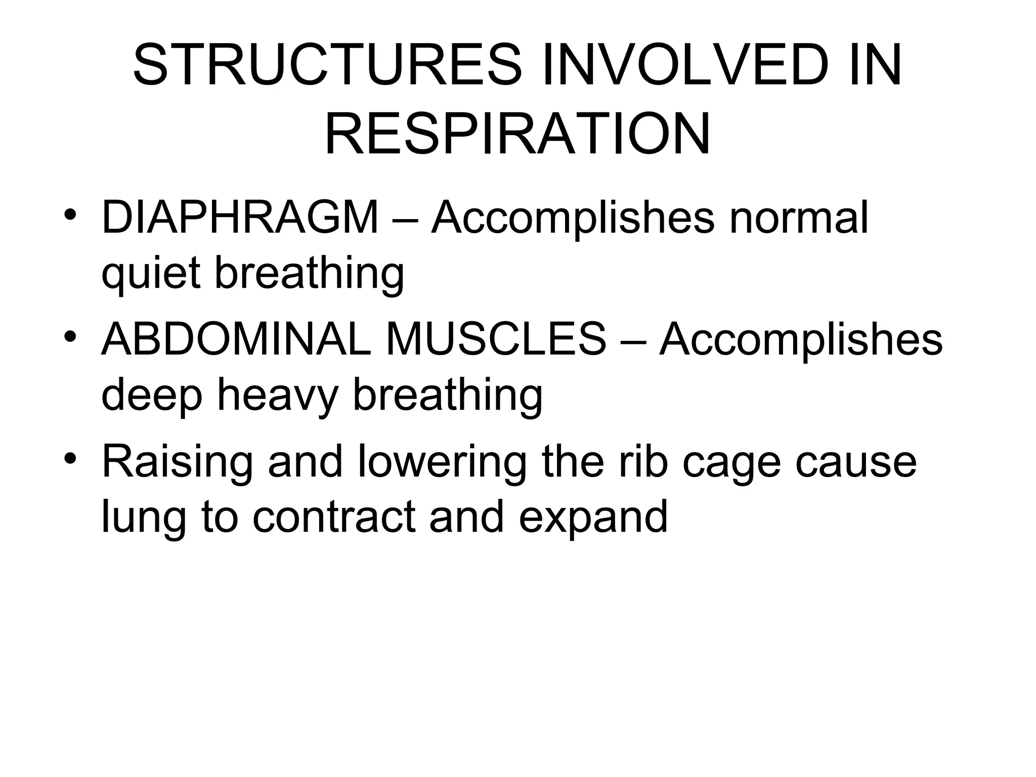 Mechanism of breathing | PPT