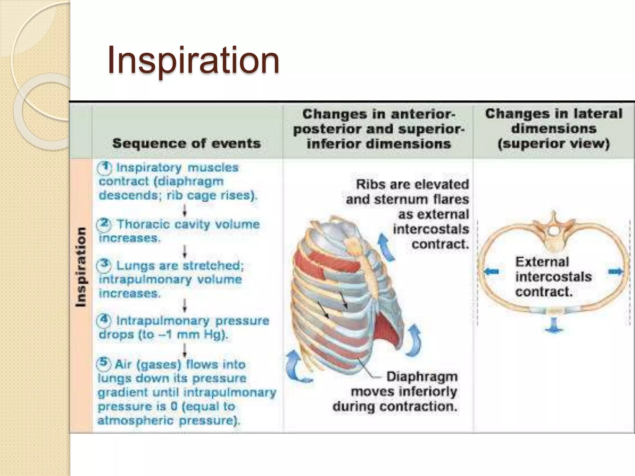 Mechanism of breathing | PPTX