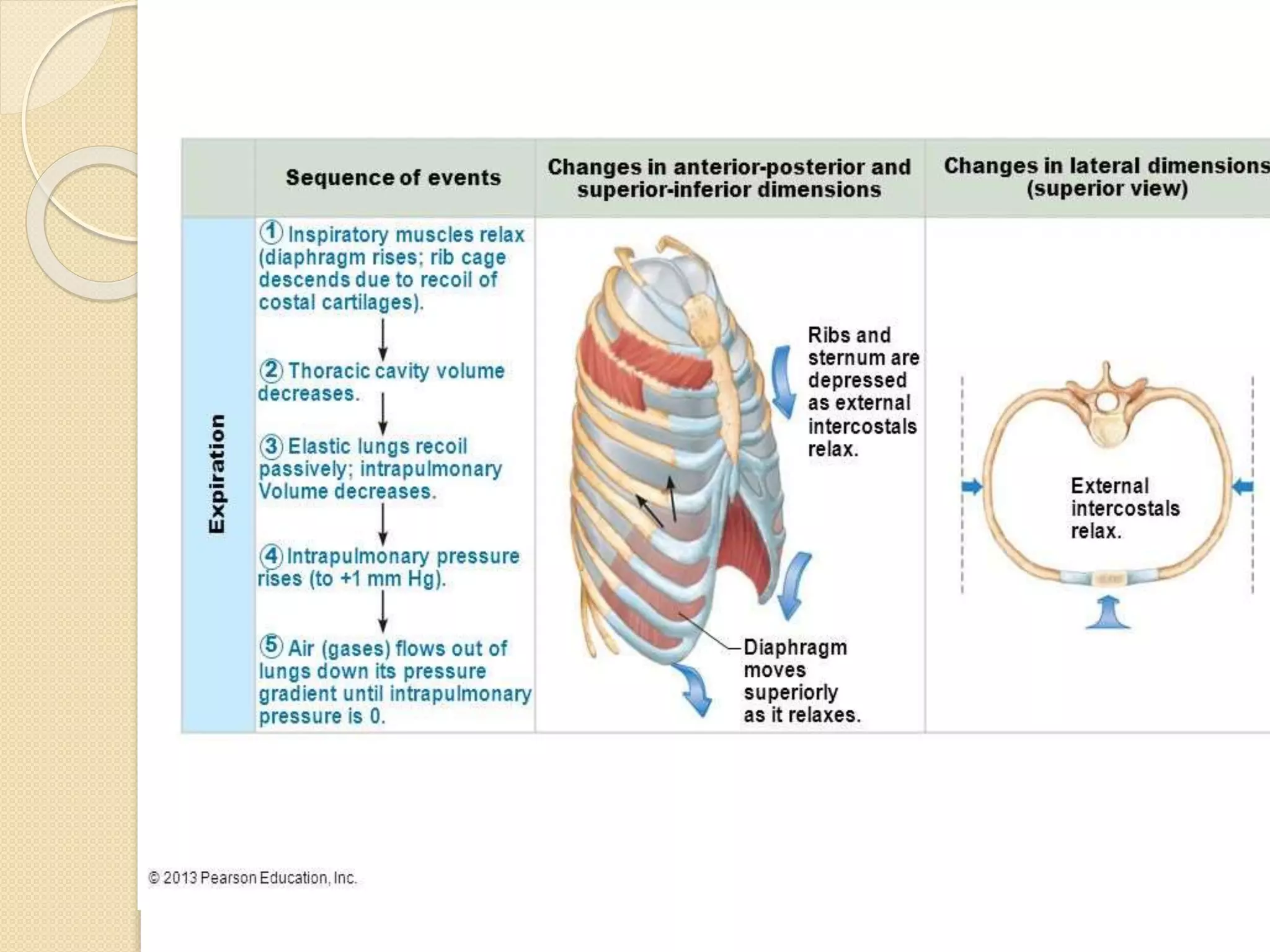 Mechanism of breathing | PPTX