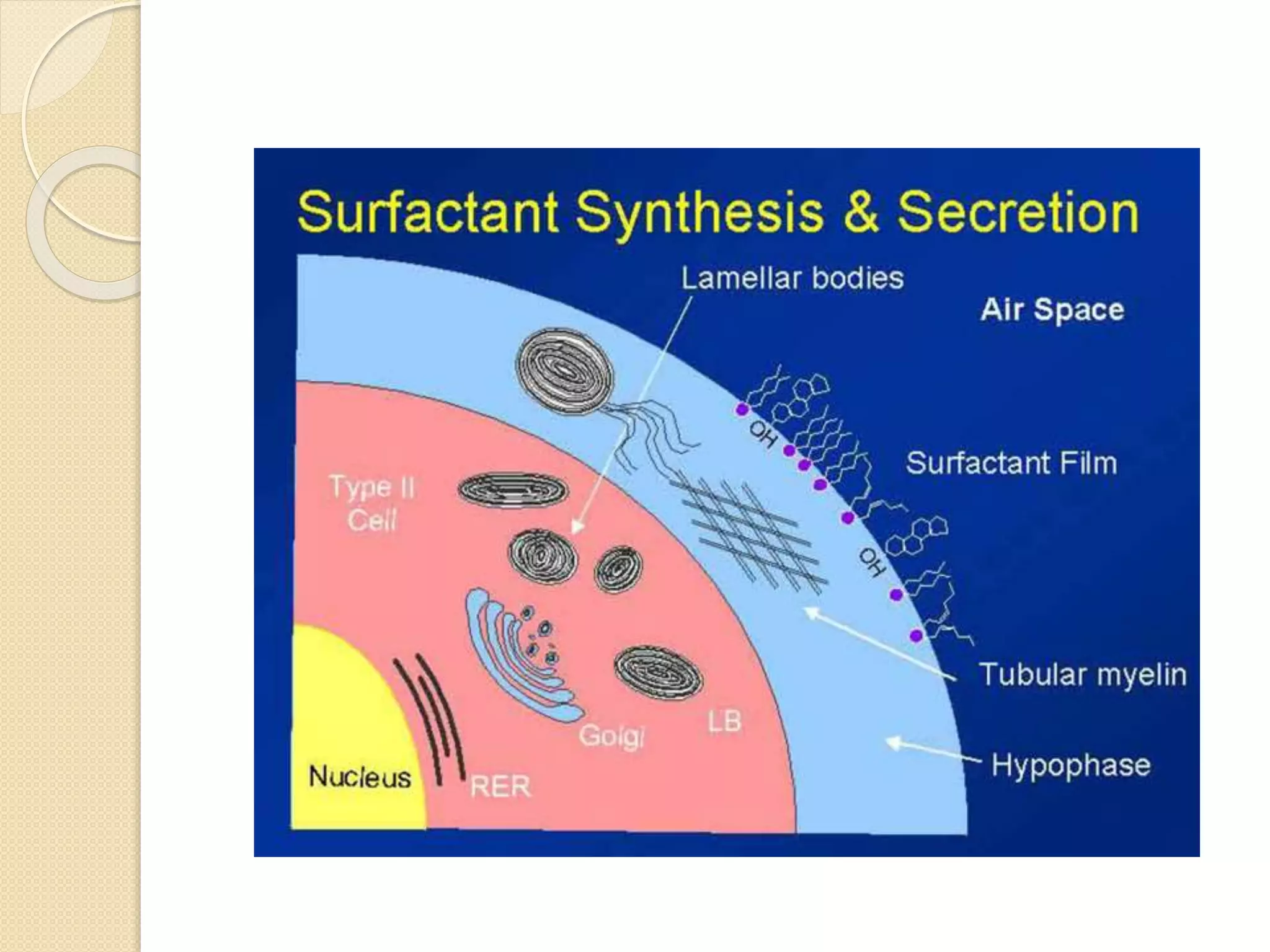 Mechanism of breathing | PPTX