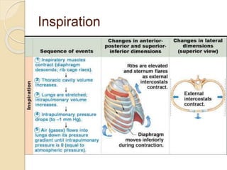 Mechanism of breathing | PPTX