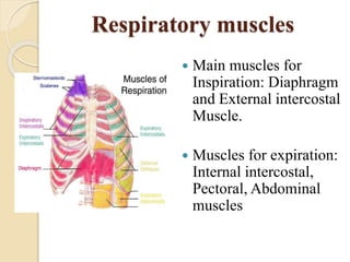 Mechanism of breathing | PPTX
