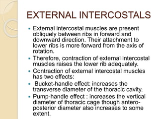 Mechanism of breathing | PPTX