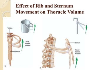 Mechanism of breathing | PPTX