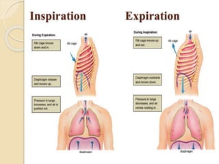 Mechanism of breathing | PPTX