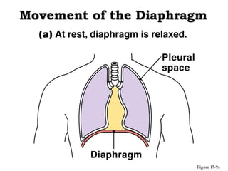 Mechanism Of Breathing dental physio.ppt
