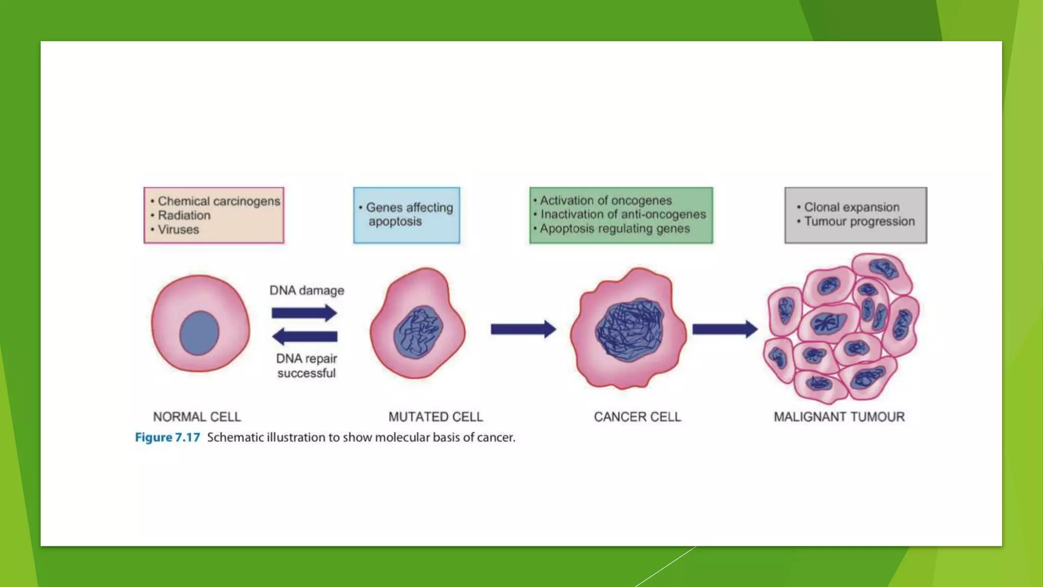 Mechanism of cancer 1-2.pptx
