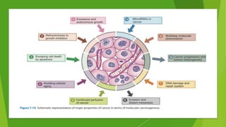 Mechanism of cancer 1-2.pptx