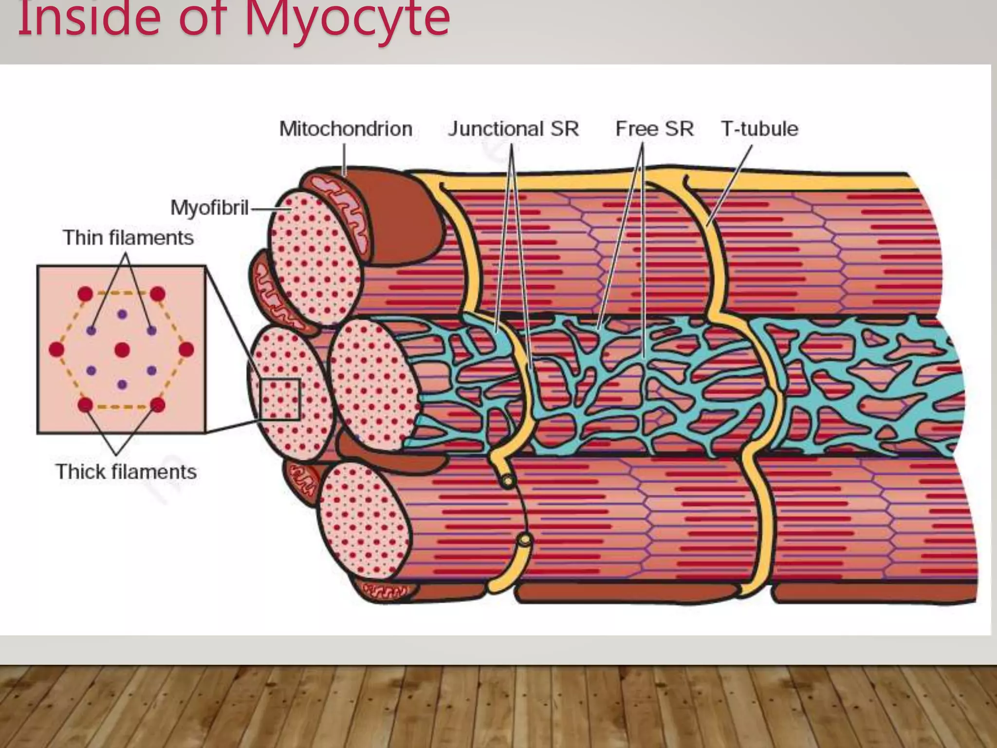 Mechanism of cardiac contraction dr vaibhav yawalkar | PPTX