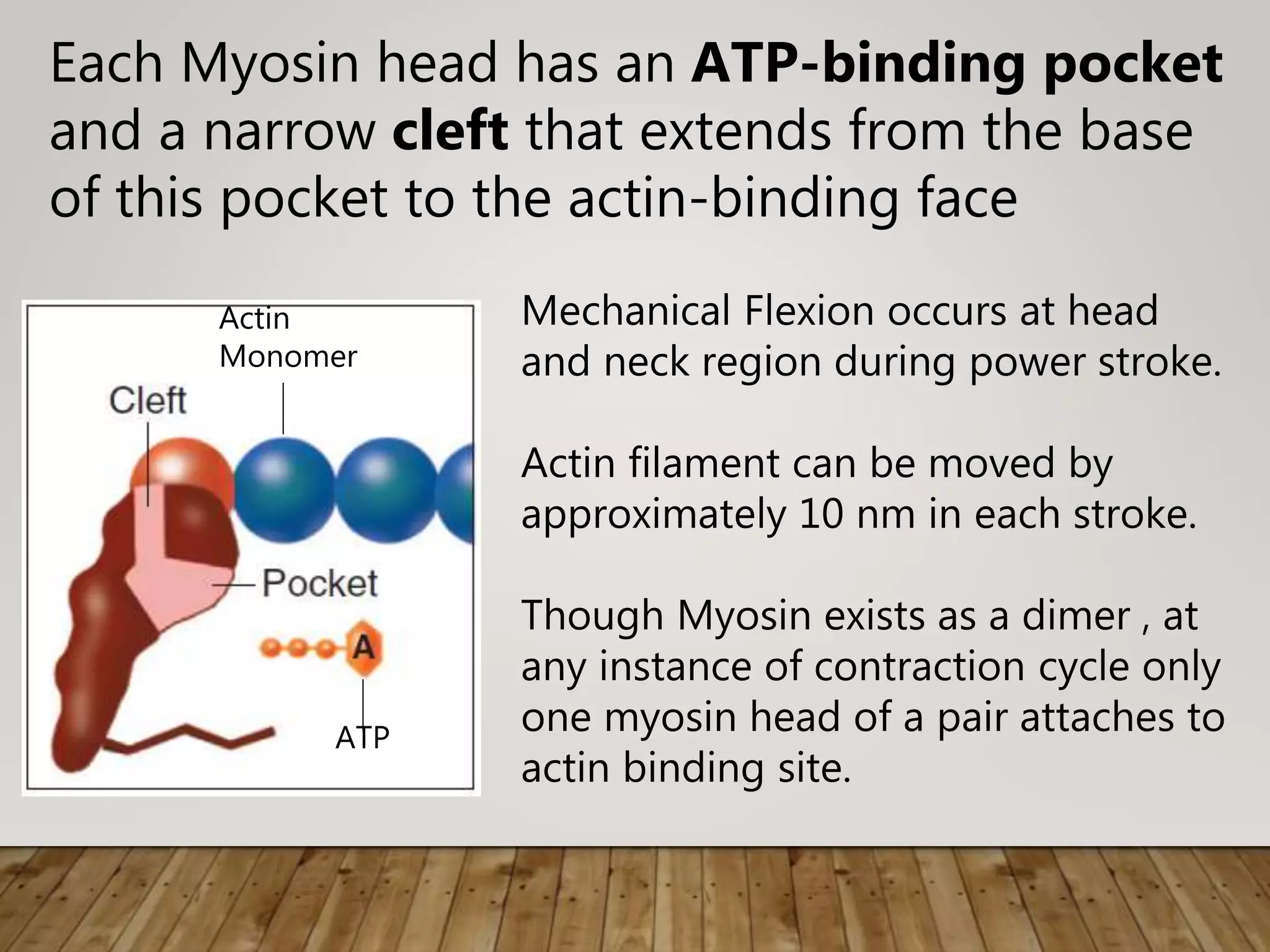 Mechanism of cardiac contraction dr vaibhav yawalkar | PPTX