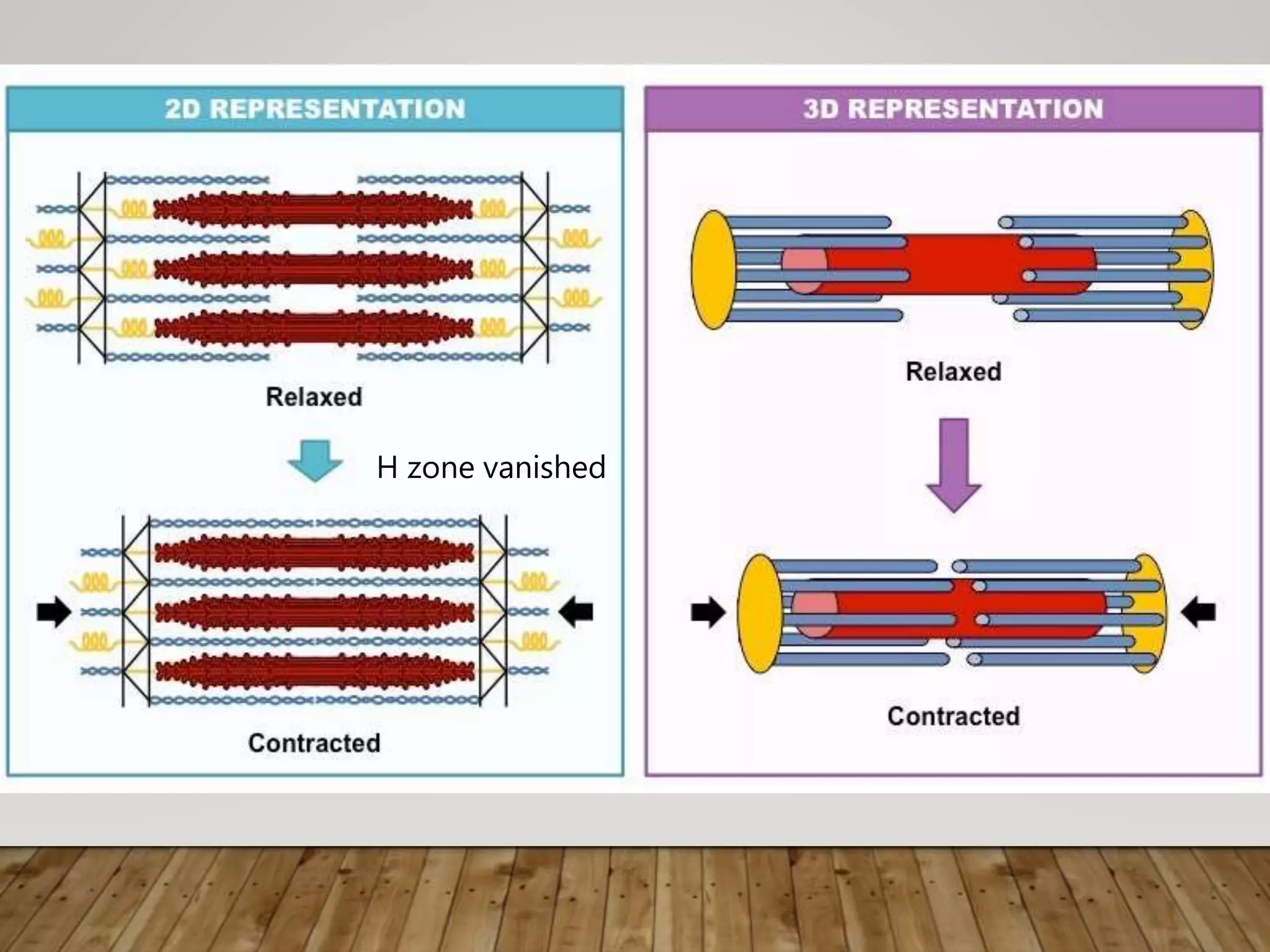 Mechanism of cardiac contraction dr vaibhav yawalkar | PPTX