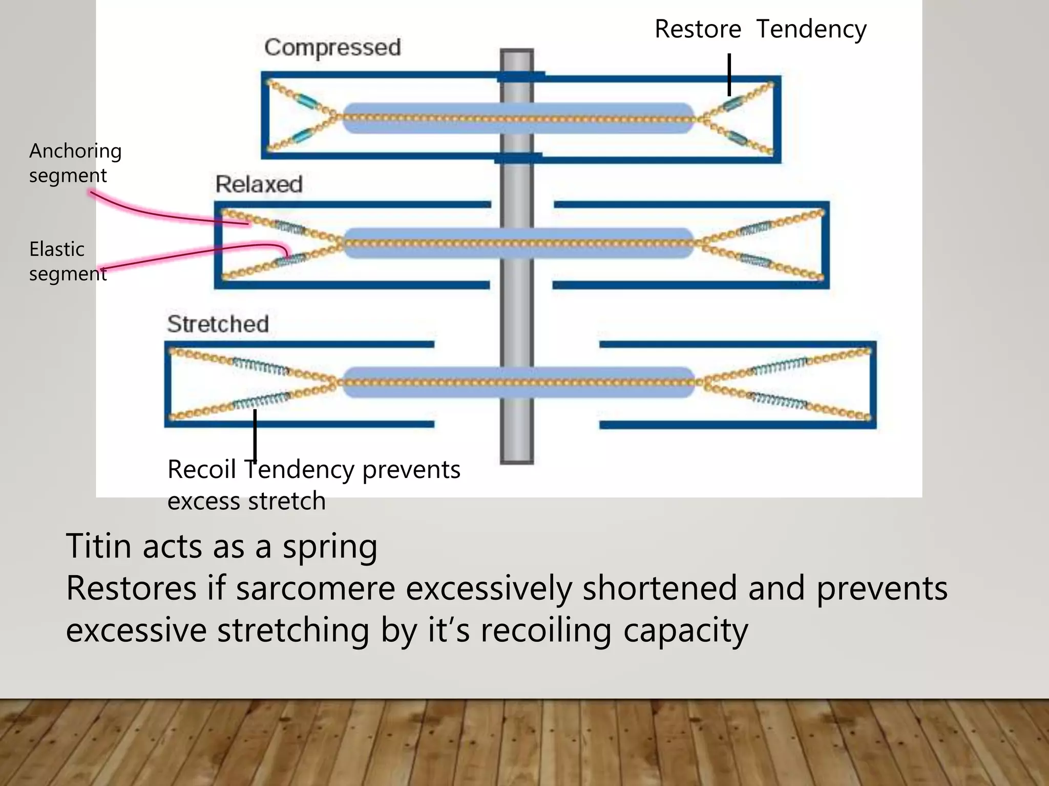 Mechanism of cardiac contraction dr vaibhav yawalkar | PPTX