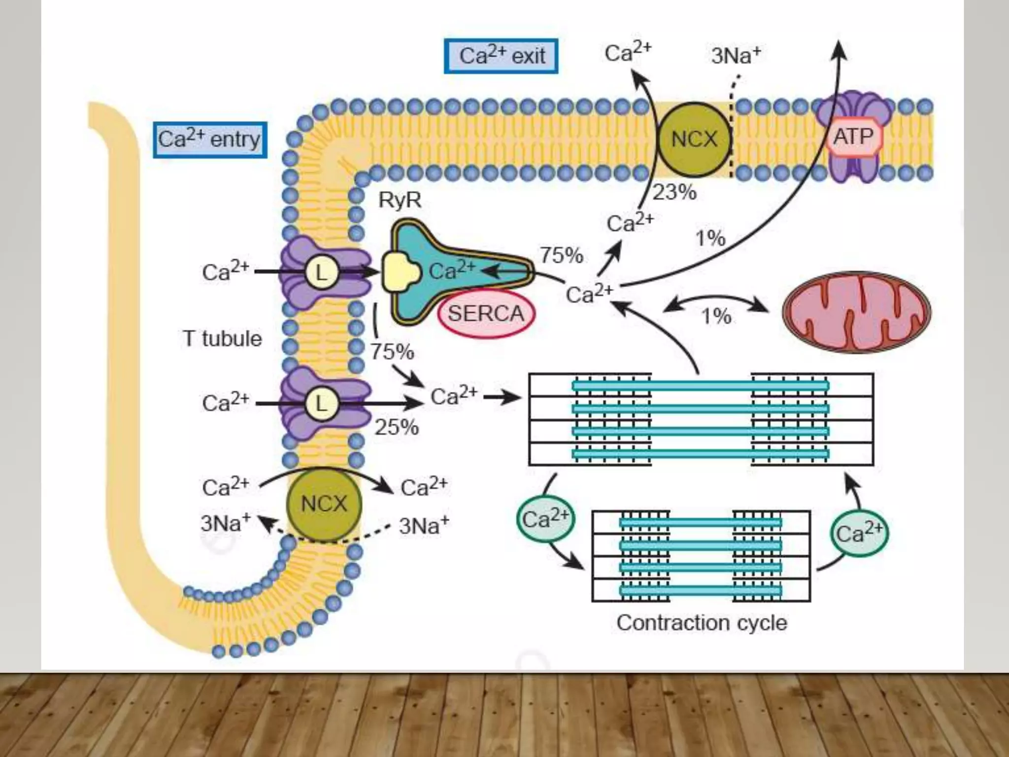 Mechanism of cardiac contraction dr vaibhav yawalkar | PPTX