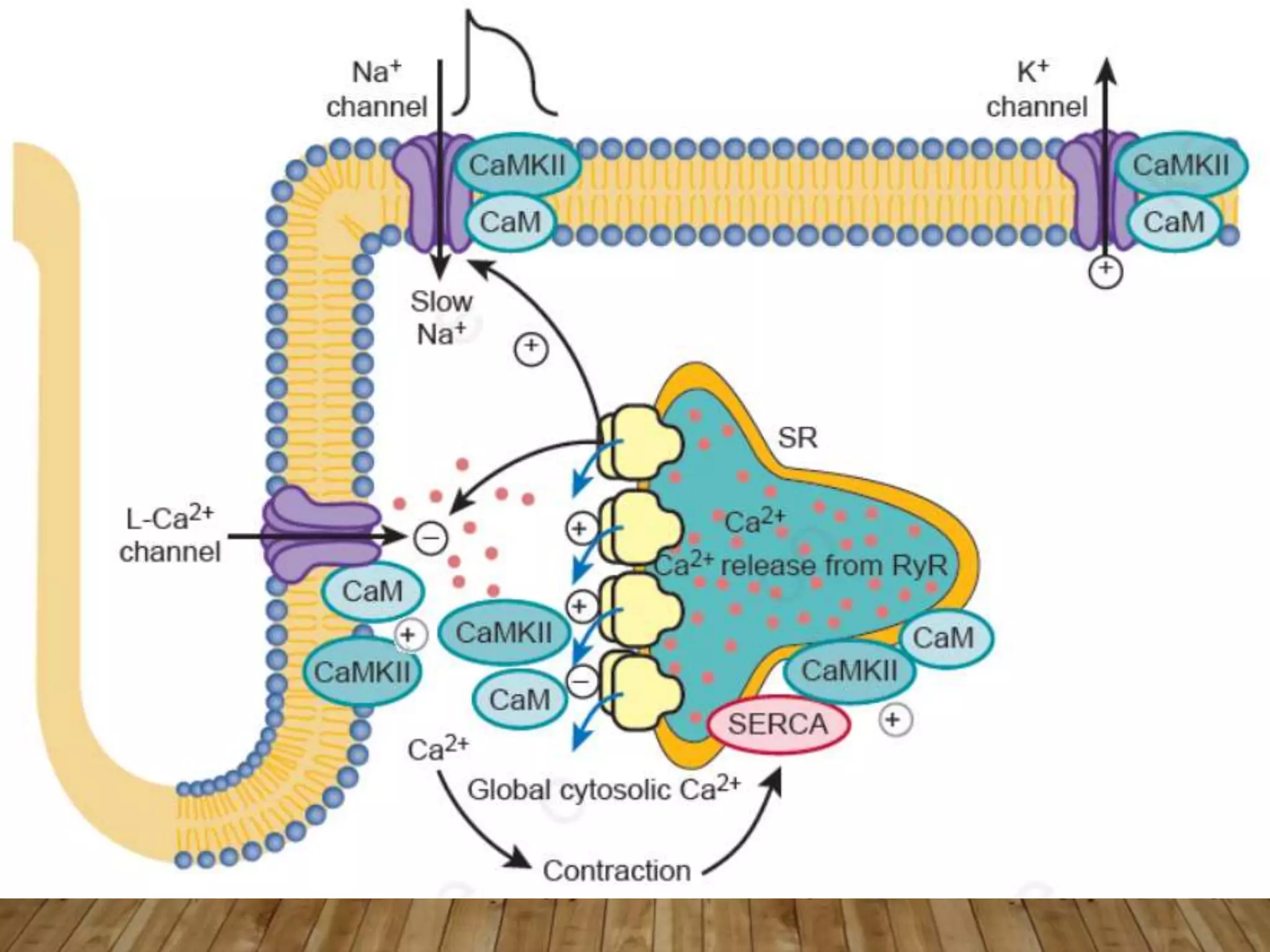 Mechanism of cardiac contraction dr vaibhav yawalkar | PPTX