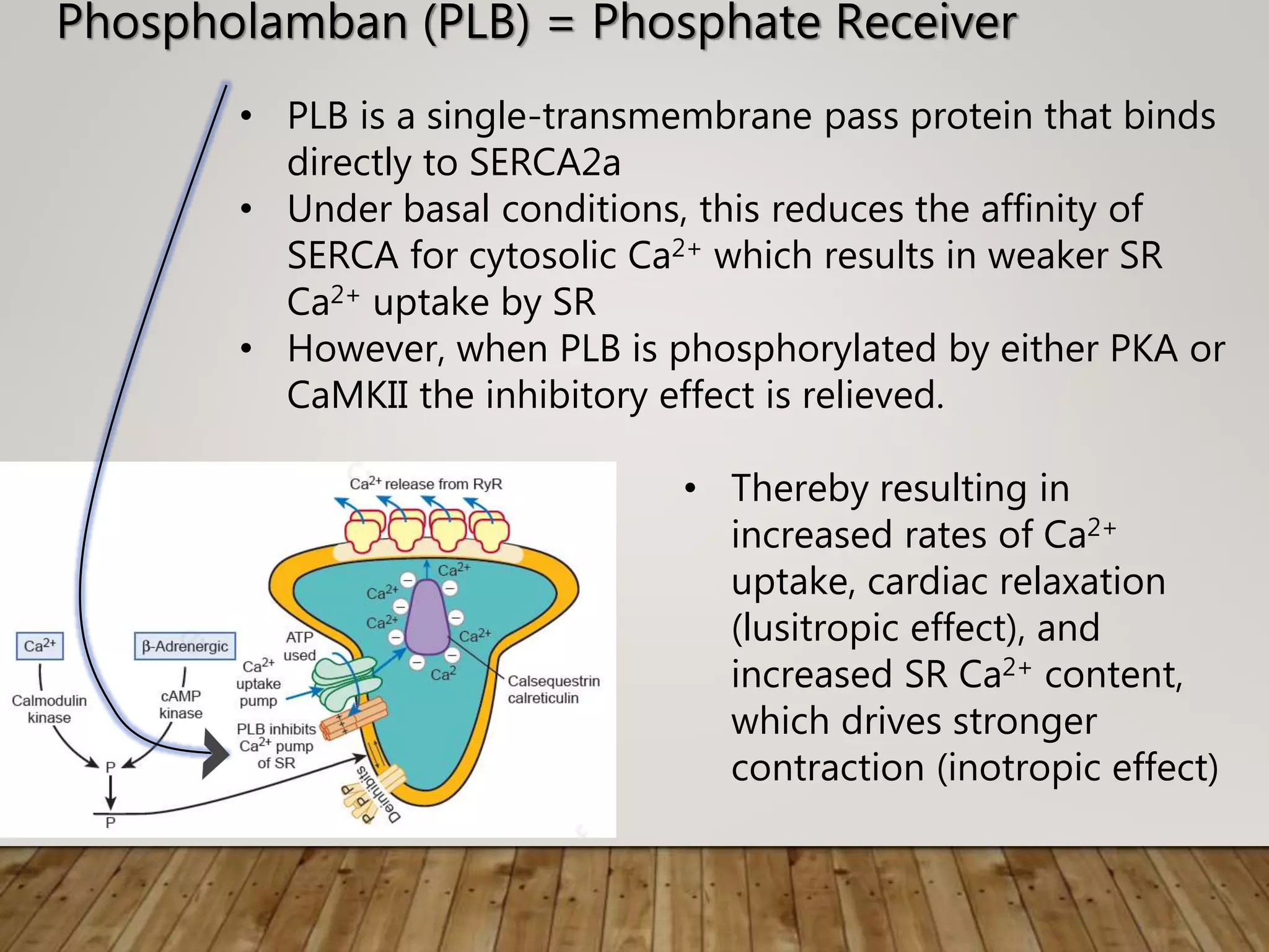 Mechanism of cardiac contraction dr vaibhav yawalkar | PPTX