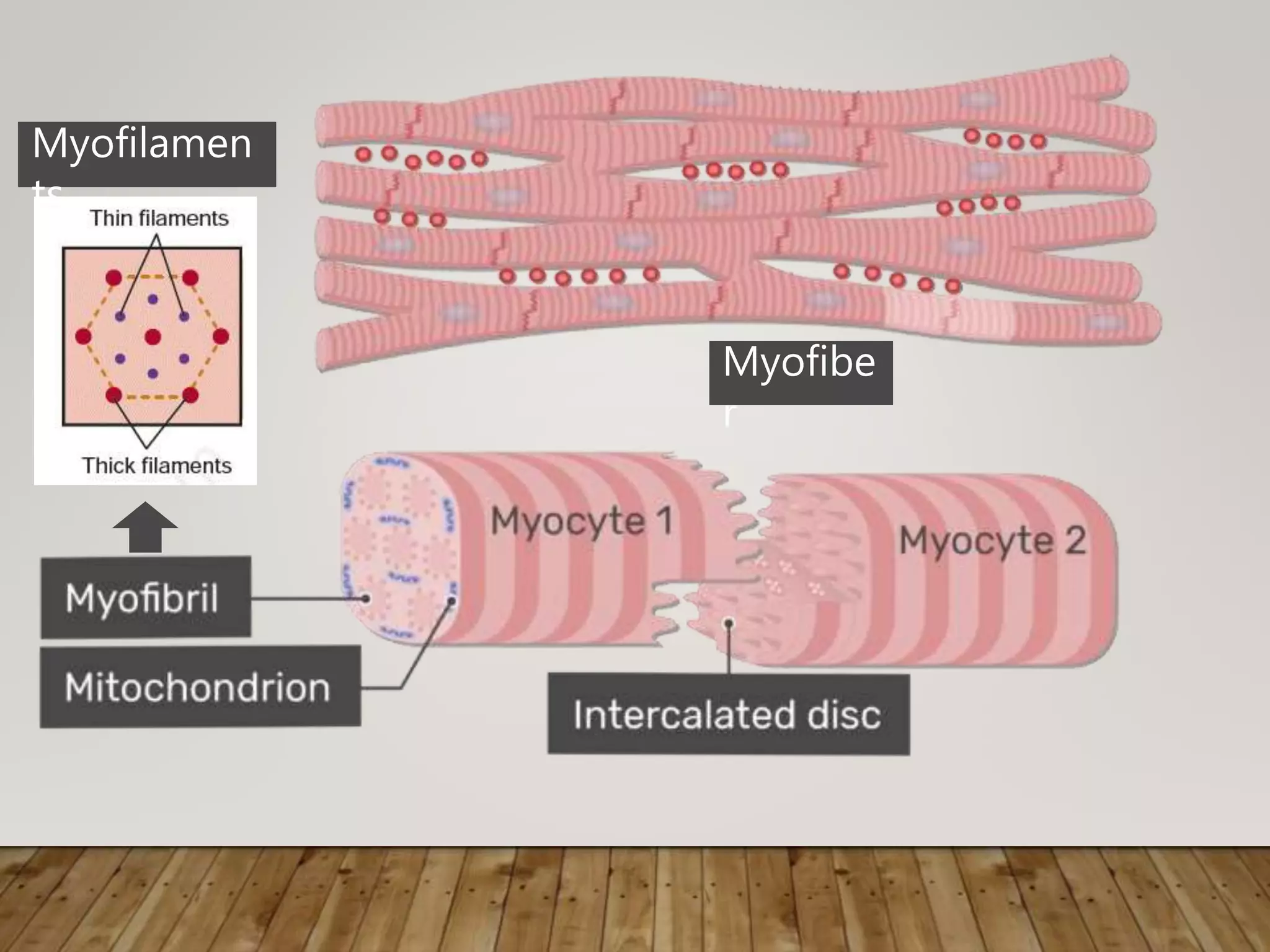Mechanism of cardiac contraction dr vaibhav yawalkar | PPTX