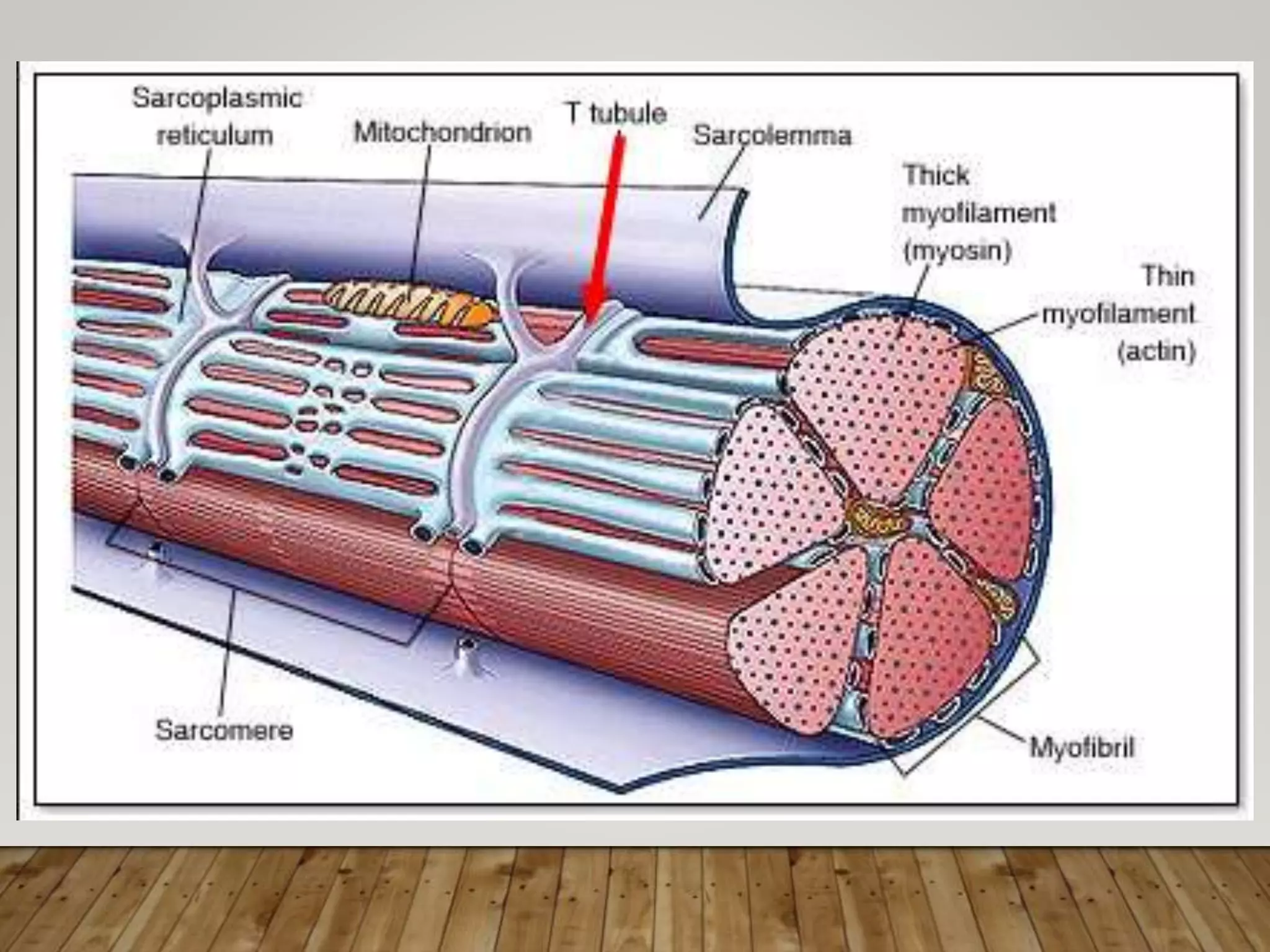 Mechanism of cardiac contraction dr vaibhav yawalkar | PPTX