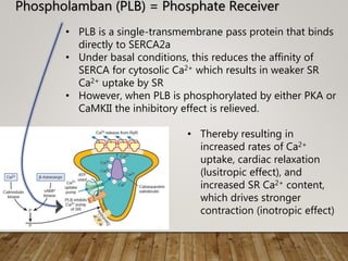 Mechanism of cardiac contraction dr vaibhav yawalkar | PPTX