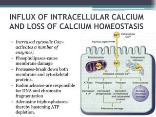 Mechanism of cell injury | PPTX