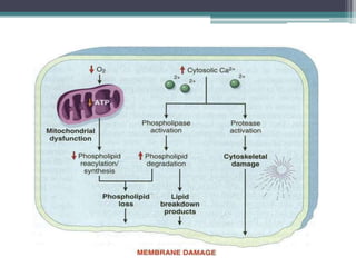 Mechanism of cell injury | PPTX