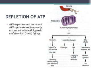 Mechanism of cell injury | PPTX