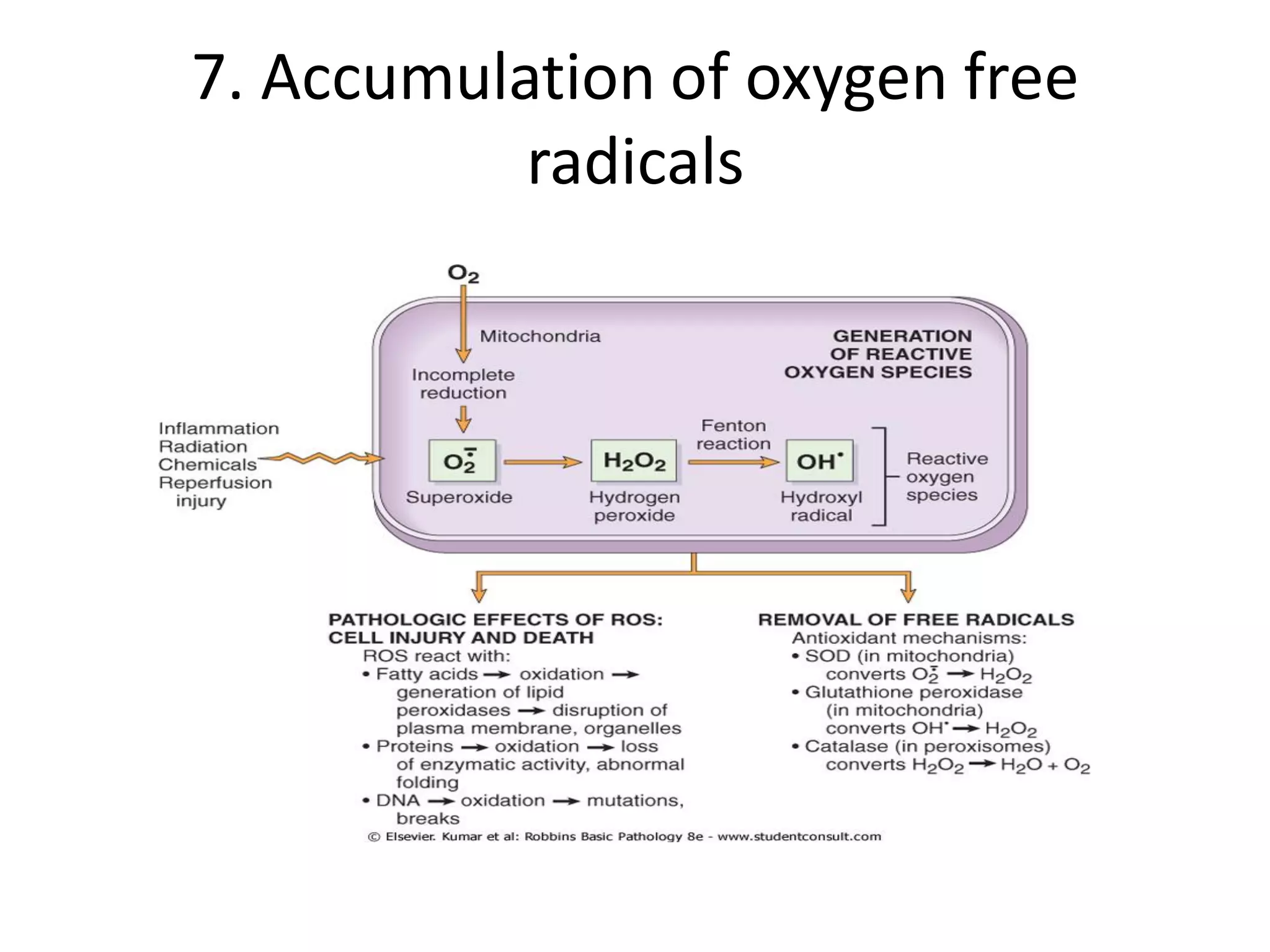 Mechanism of cell injury Pathophysiology | PDF