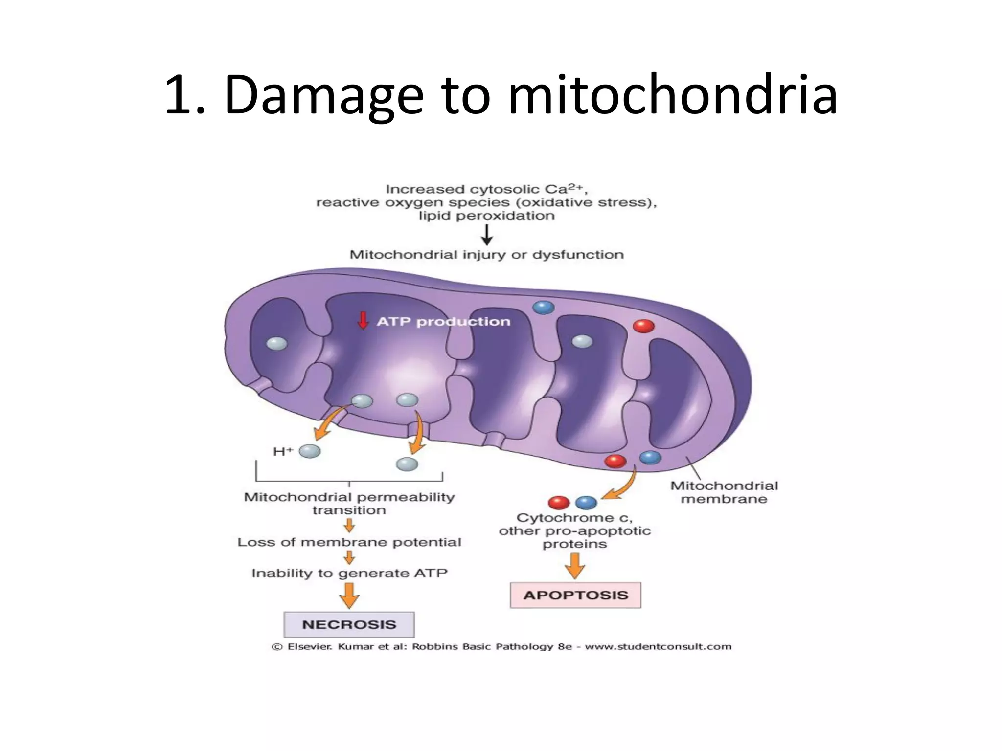 Mechanism of cell injury Pathophysiology | PDF