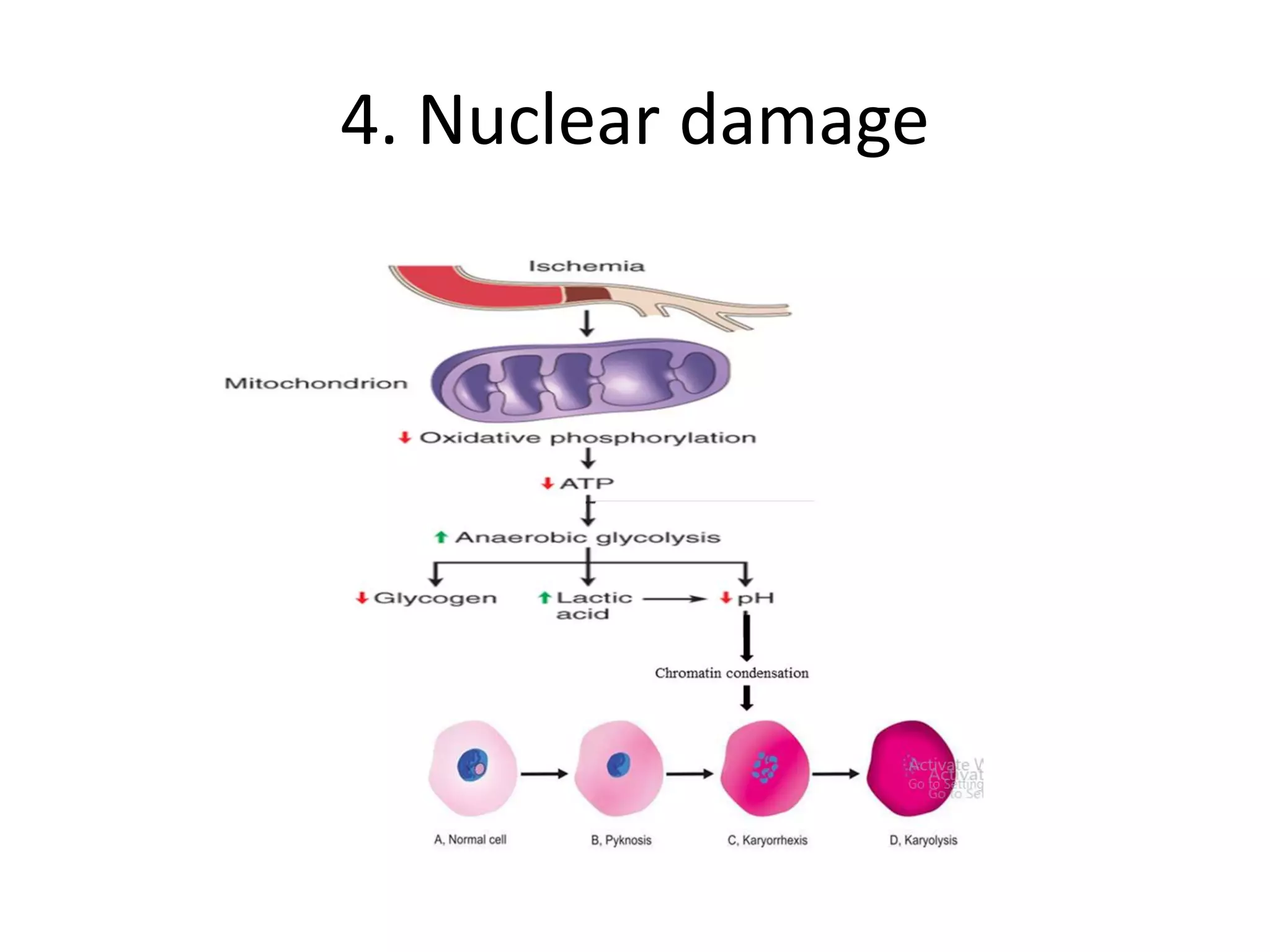 Mechanism of cell injury Pathophysiology | PDF