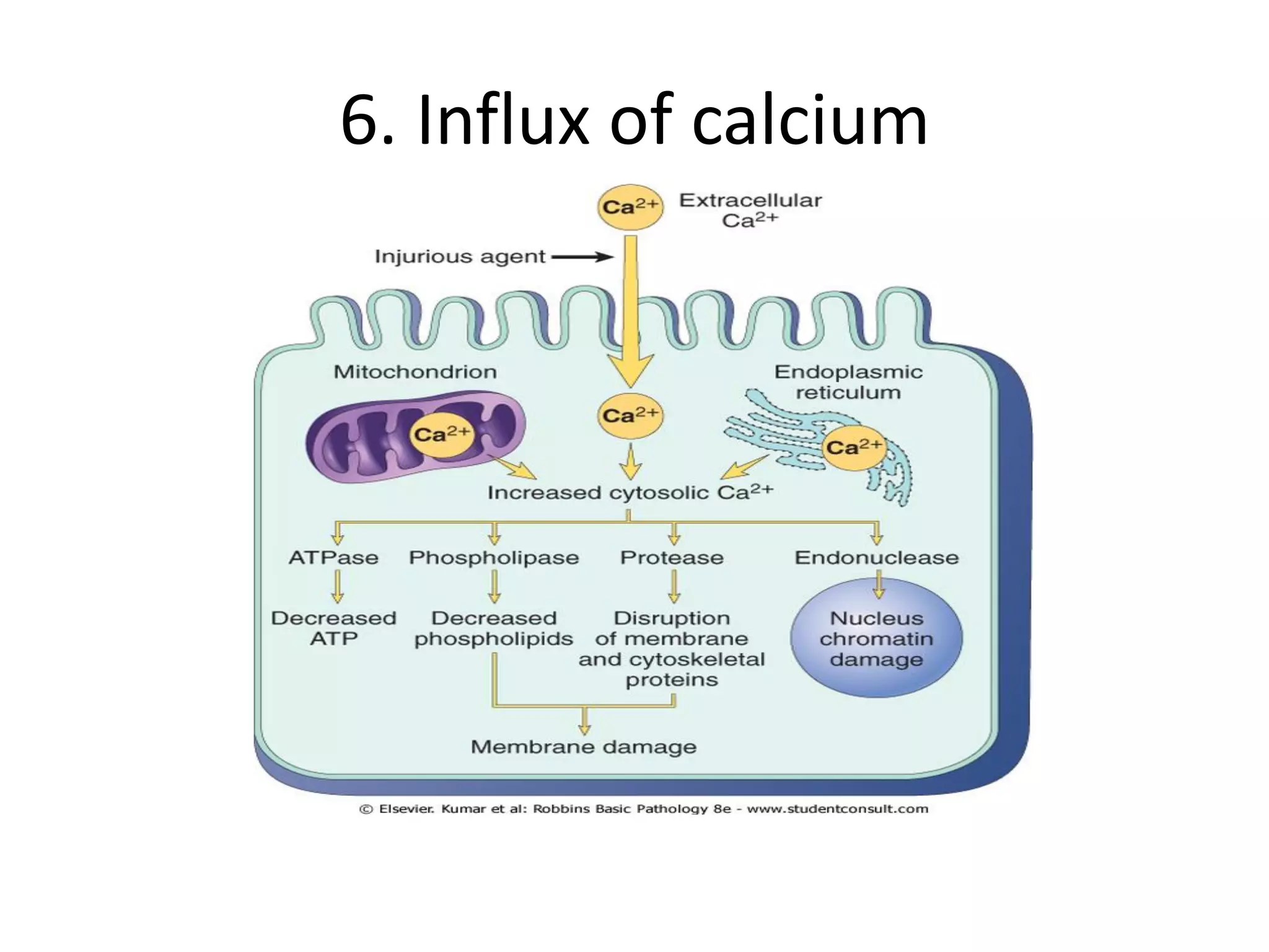 Mechanism of cell injury Pathophysiology | PDF