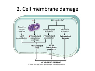 Mechanism of cell injury Pathophysiology | PDF