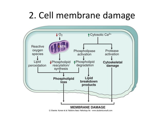 Mechanism of cell injury Pathophysiology | PDF | Biological Sciences ...