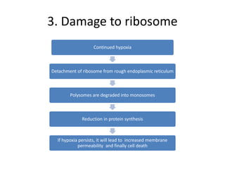 Mechanism of cell injury Pathophysiology | PDF