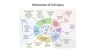 mechanism of cell injury.pptx important when cell inury occure it is ...